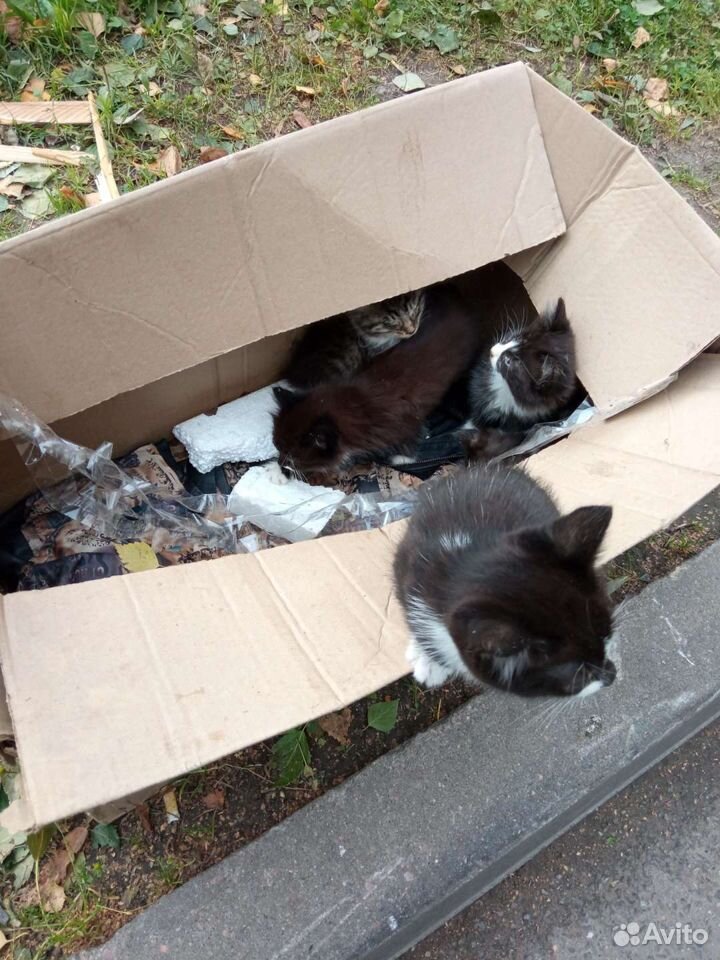 Котята брошены в коробке на улице, плачут