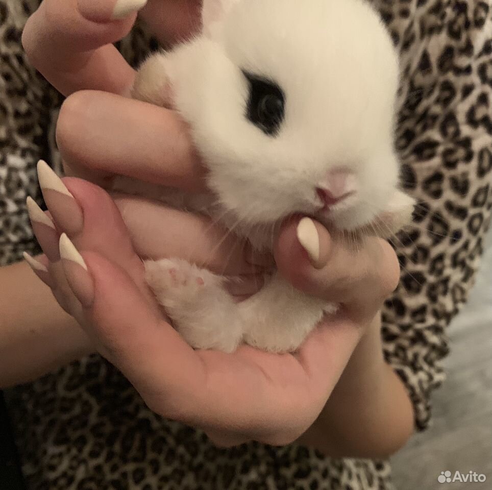 Белый крольчонок