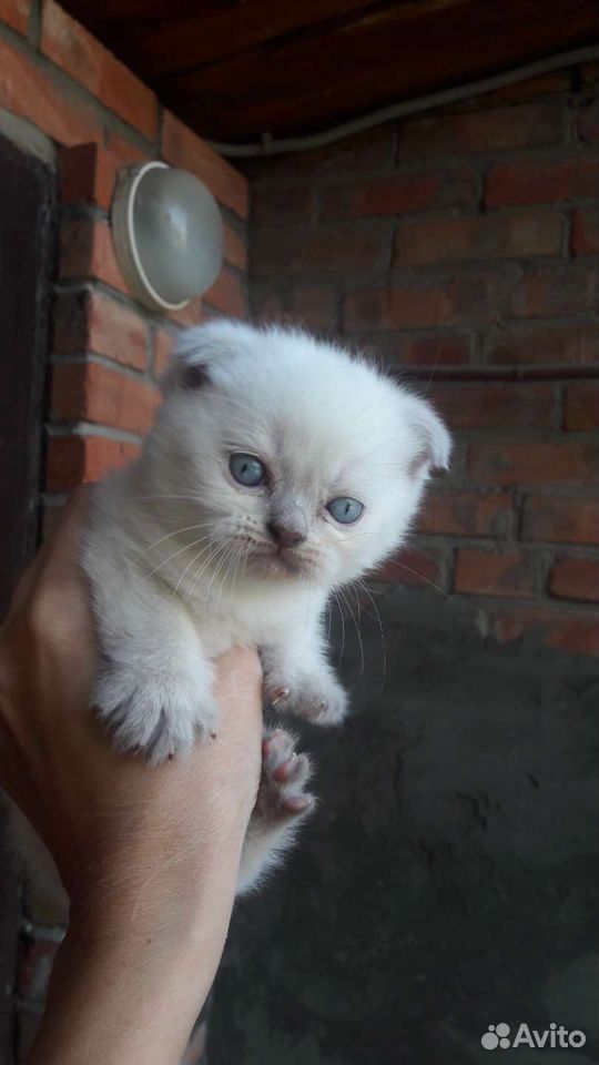 Шотландская