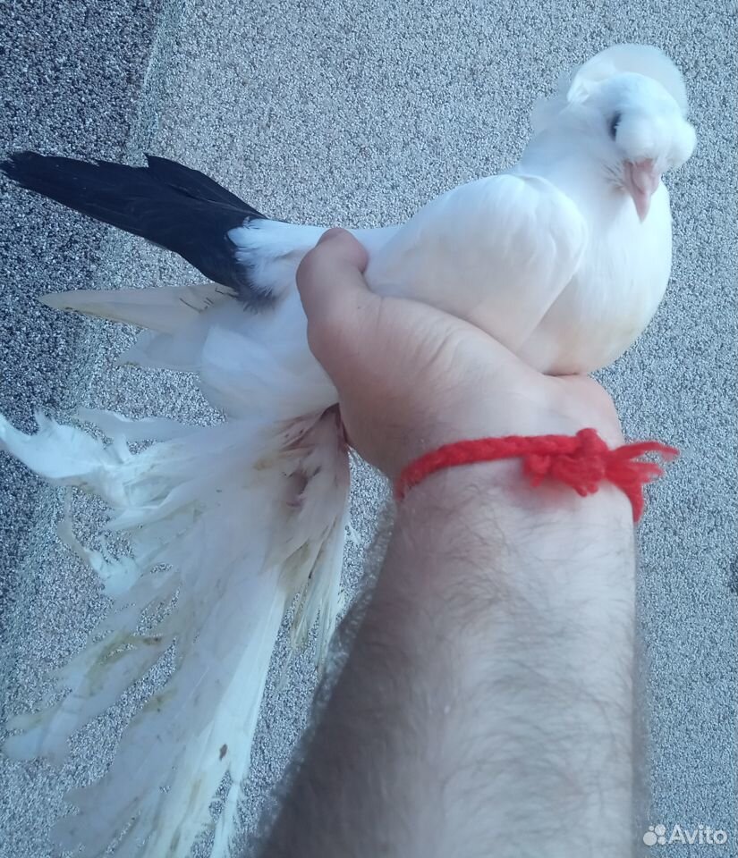 Лохматые чернохвостые голуби