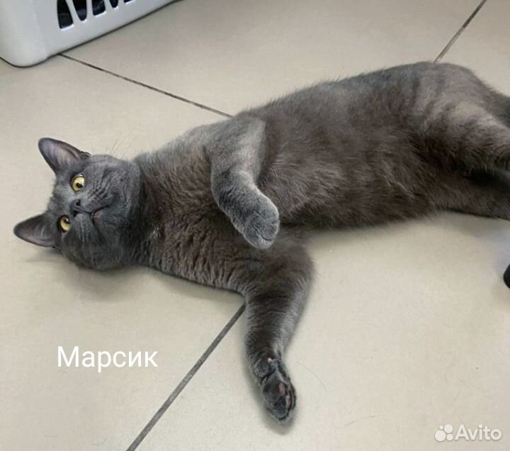 Чудесный серенький Марсик в поисках дома