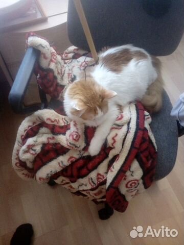 Отдам кота в добрые руки