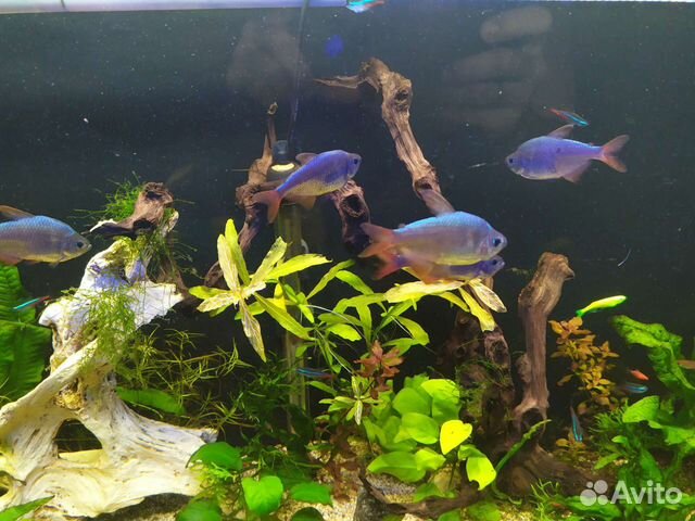 Сапфировая тетра