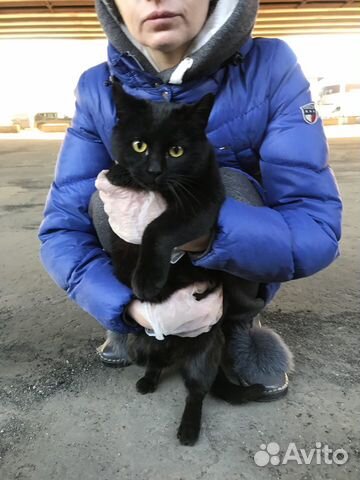 Кот Бегемот