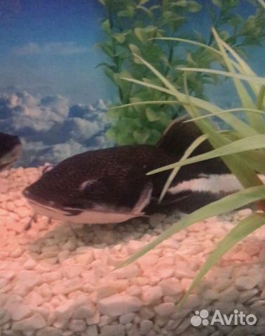 Сом краснохвocтый Phraсtосephalus hеmiliоpterus