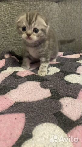 Британские вислоухие котята