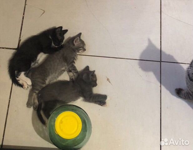 Котята полубританцы