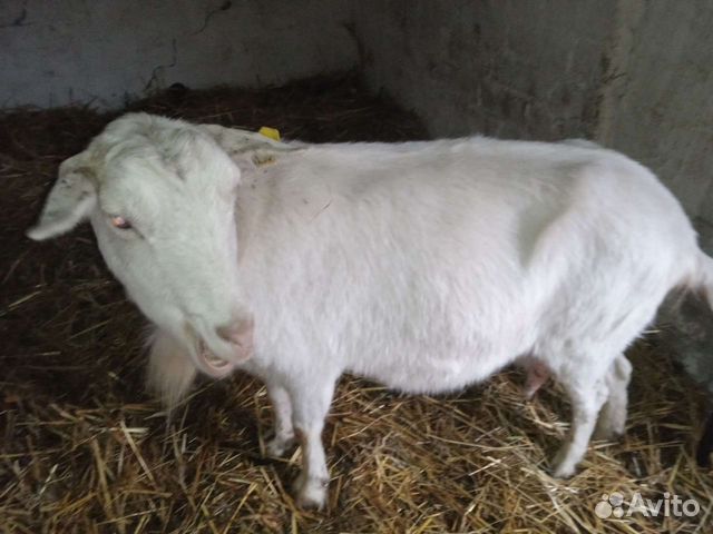 Нубийская коза