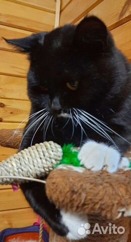 Шотландский кот вязка