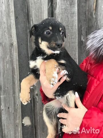 Чудесные малышки