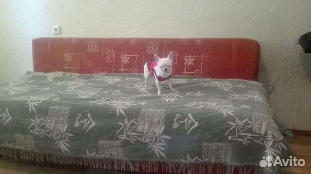 Чихуахуа супер мини для вязки