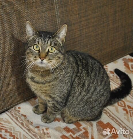 Супер кошка