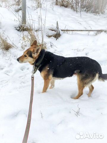 Собака стерилизованная в добрые руки