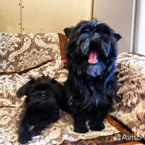 Аффенпинчер кобель