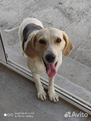 Эстонская гончая в добрые руки