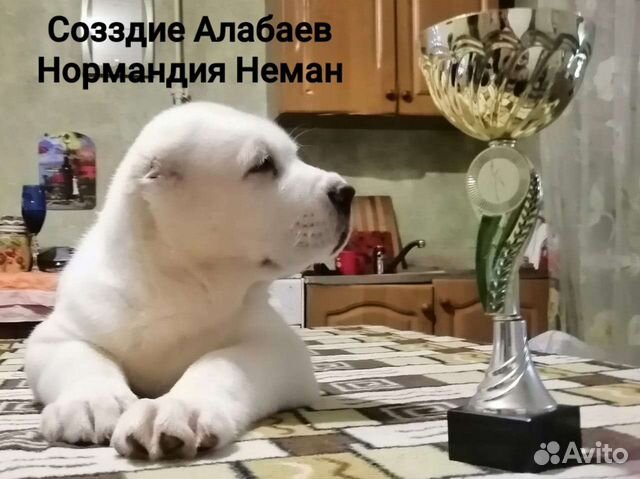 Среднеазиатская овчарка