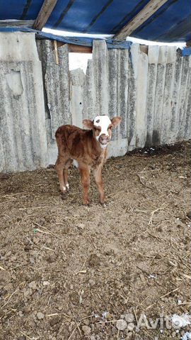 Телëнок-бычок