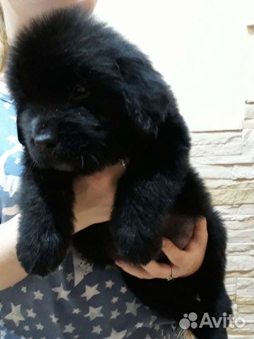 Ньюфаундленд