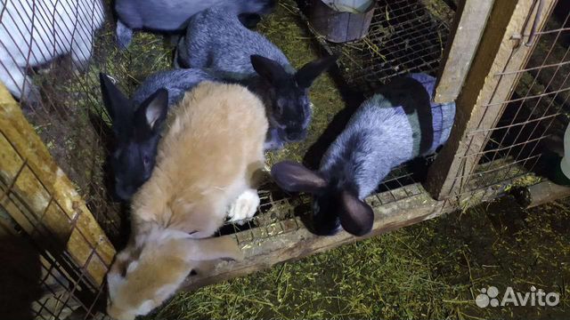 Кролики французский баран