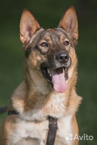 Активист Пашка