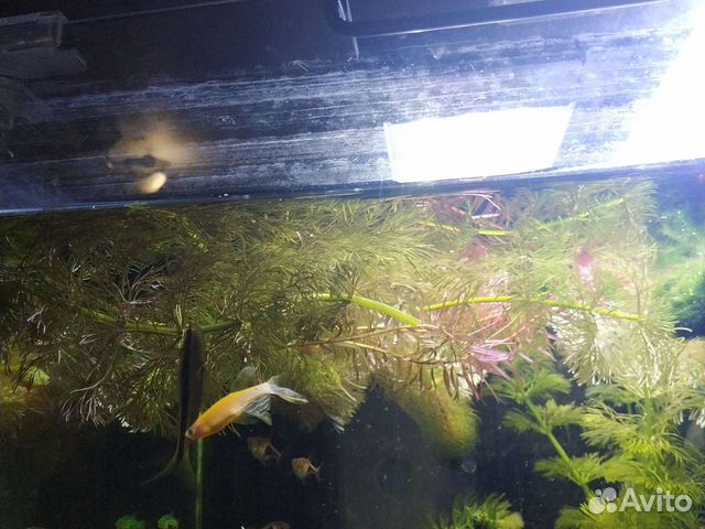 Аквариумные растения. Ротала Индика и лимонфила си
