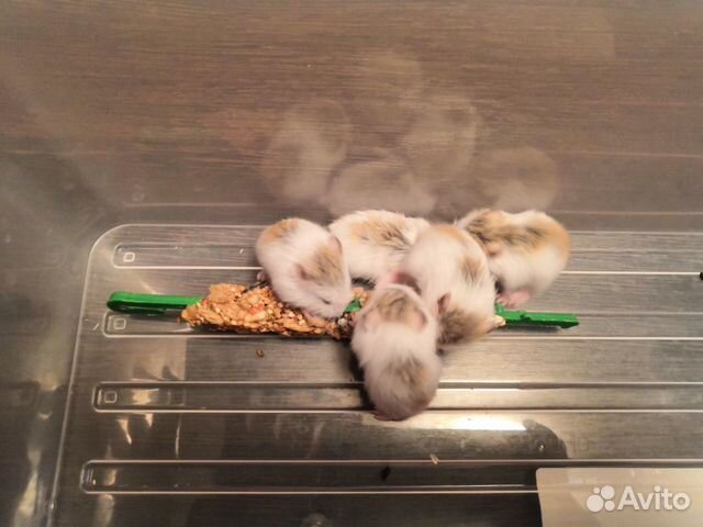 Хомячки Роборовского