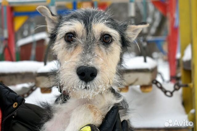 Молодой кобель Дикки в квартиру или частный дом