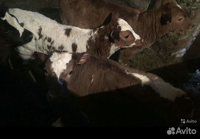 Молодняк телята