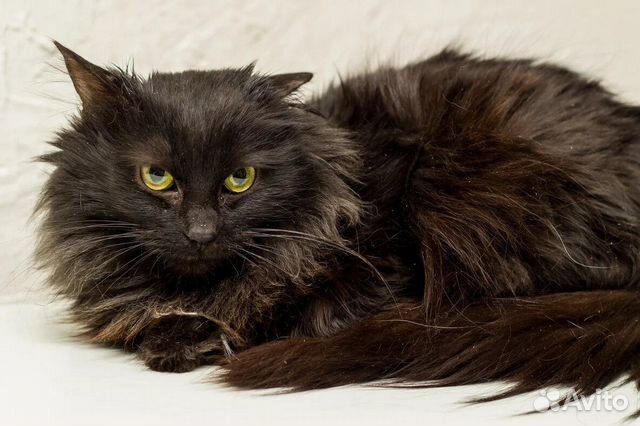 Тутси - нежное сущетсво