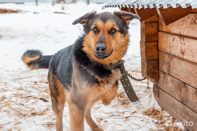 Крутой парень на охрану