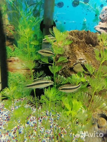 Пельвикахромиспульхер