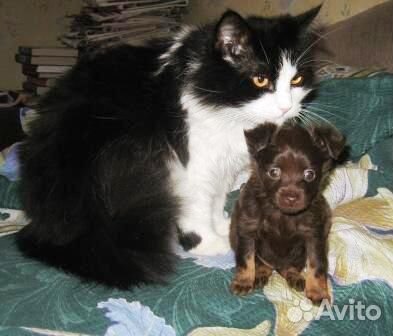 Той терьер длинношерстная Шоколадка