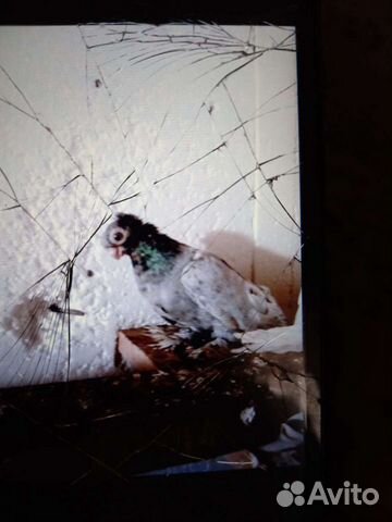 Голуби узбеки и малоносые