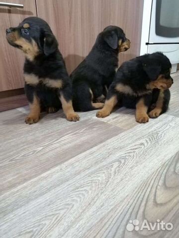 Щенки Ротвейлера