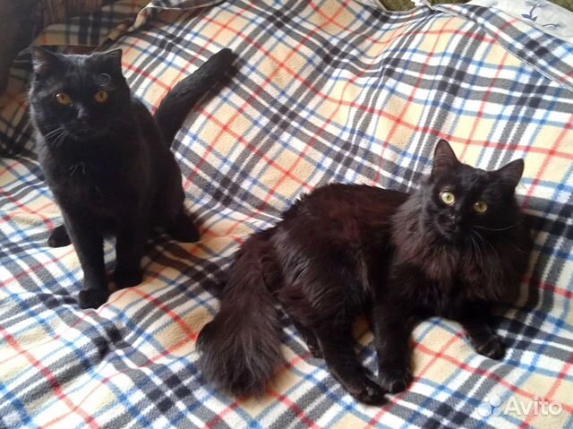 Вязка. Котики приглашают на свидание