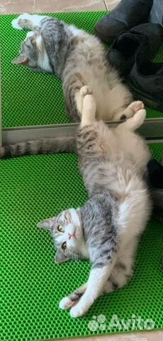 Кошки в добрые руки бесплатно