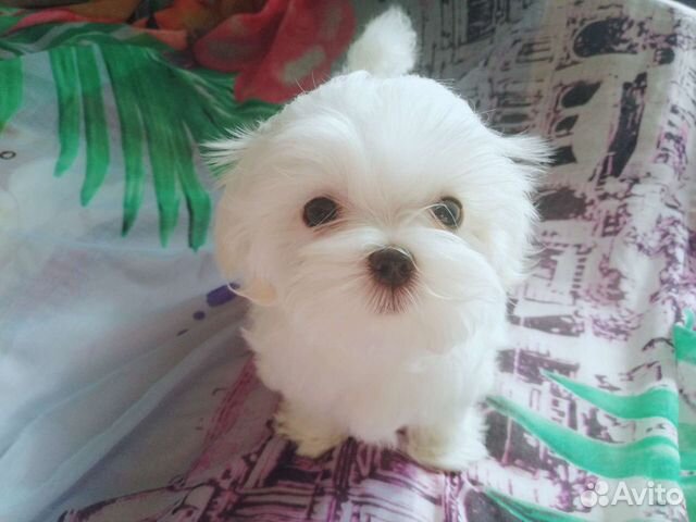 Щенок мальтийской болонки (мальчик), мельтезе