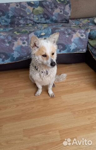 Ищет дом мелкая Собачка Долли