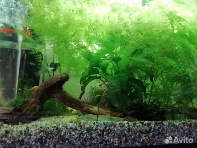 Роголистник на обмен