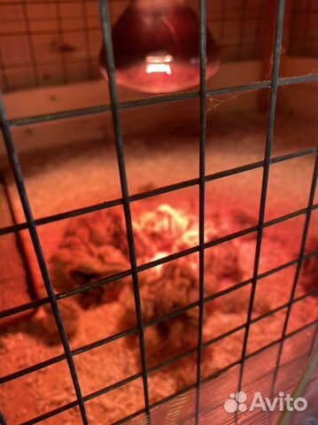 Птенцы перепелов, Инкубационное яйцо перепелов тех