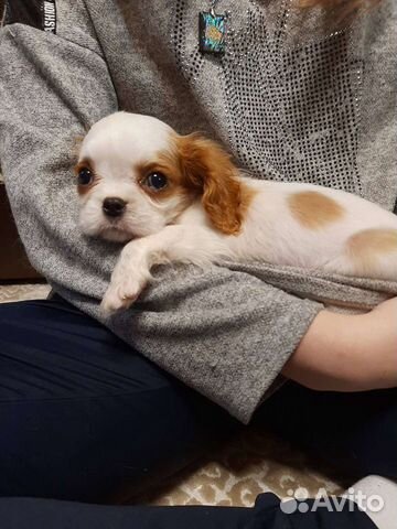 Спаниель Кавалер девочка меньше кошки