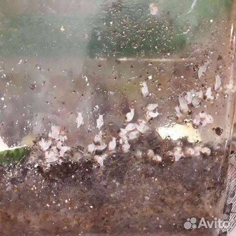 Отдам бесплатно замечательных улиточек ахатин