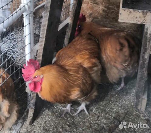 Петухи породы Орпингтон