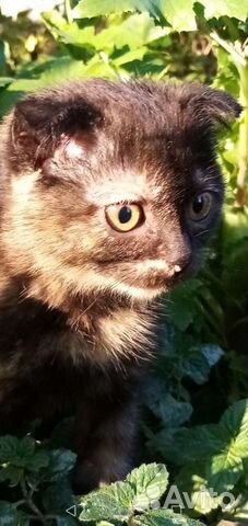 Кошечка