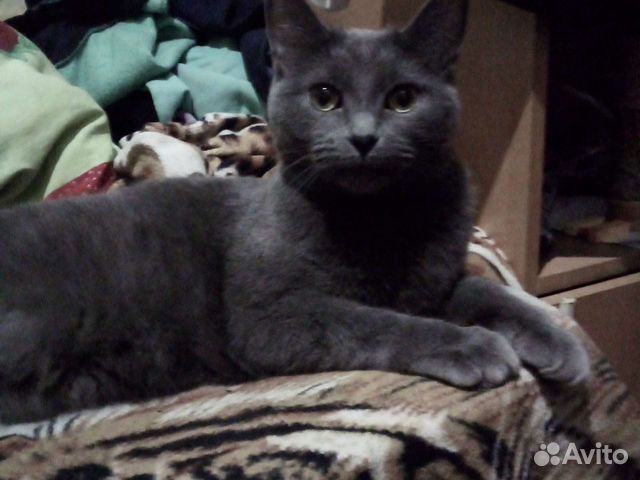 Кошка девачка зовут Мышка порода руская голубая