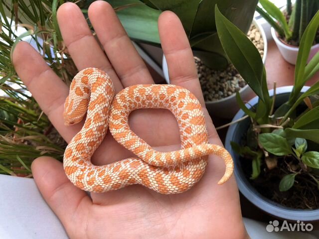 Свиноносый уж