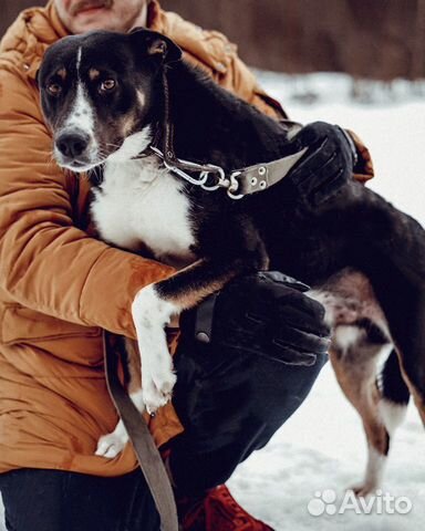 Собака в добрые руки Ларс