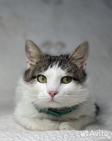 Марсель в добрые руки