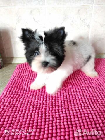 Мини мальчик