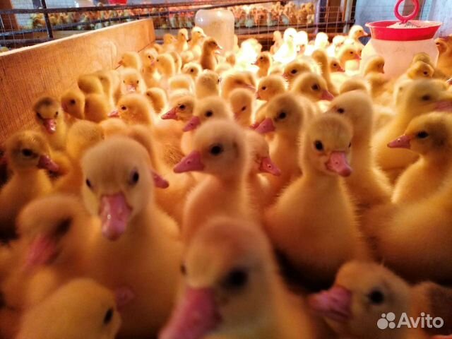Суточные и подрощенные гусята